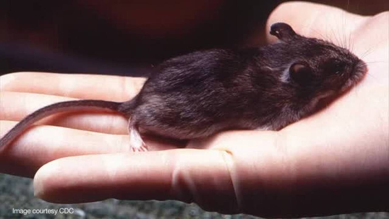 First 2019 case of mice-borne hantavirus in Washington state | Tri-City ...