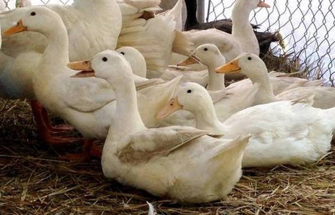 Duck Duck Goose: KC Pet Project takes in seized waterfowl (Video ...