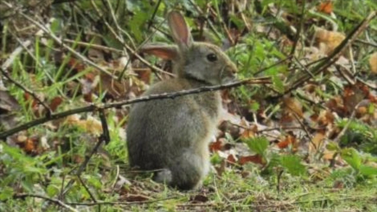 What is rabbit fever? | Kansas City Star