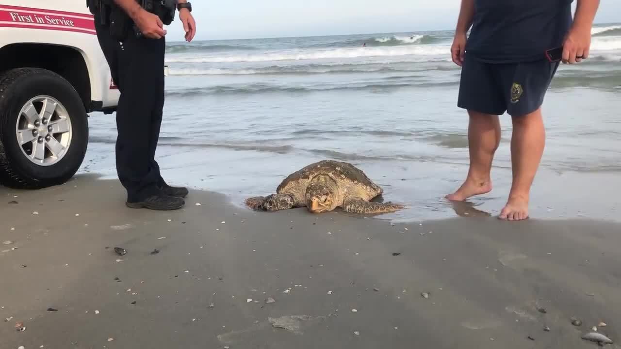 Stranded sea turtle in Myrtle Beach was bit by a shark | Myrtle Beach ...