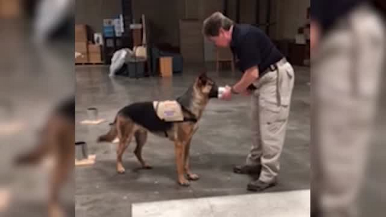 Bomb-sniffing German shepherd Hank in training | Belleville News-Democrat
