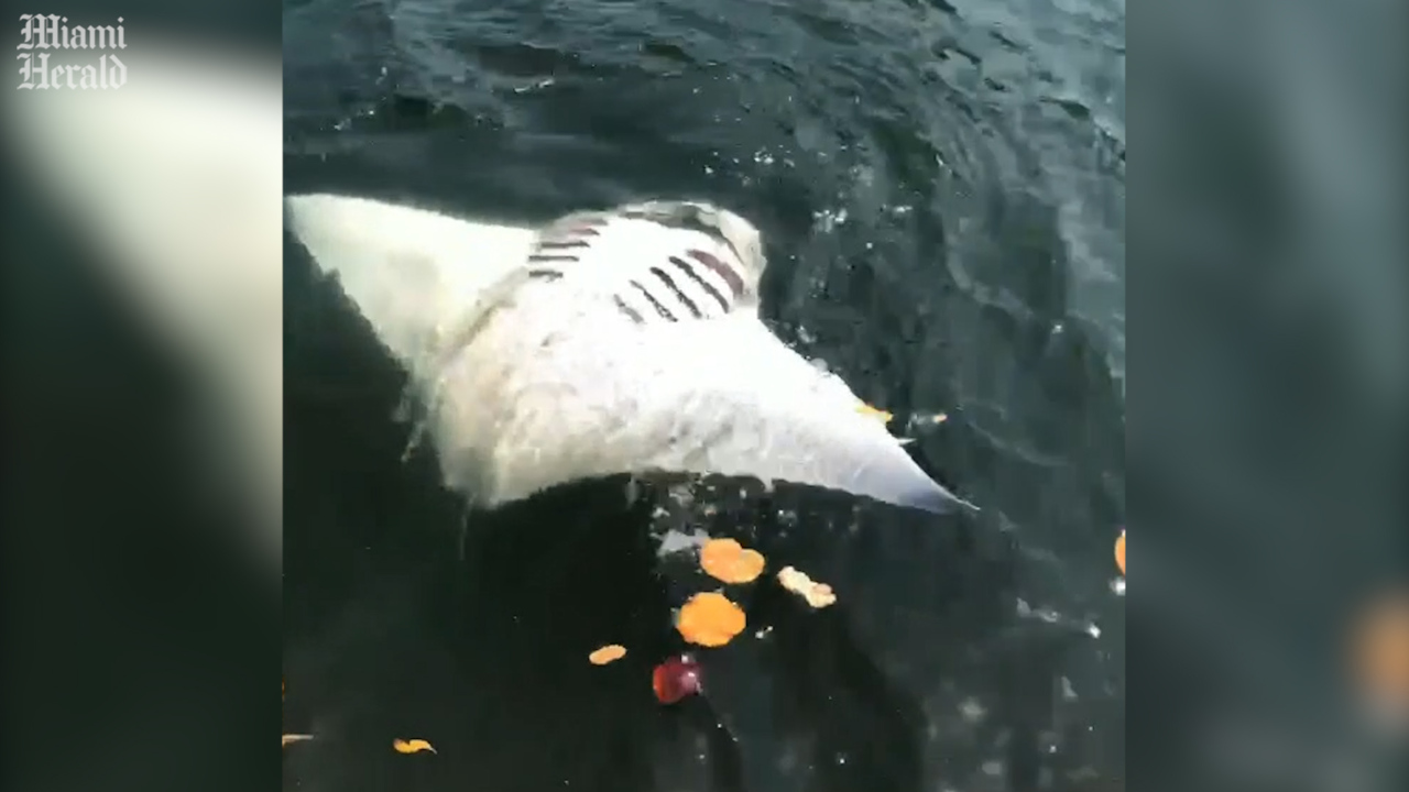 Video: Watch a manta ray in Hallandale Beach in quarantine | Miami Herald