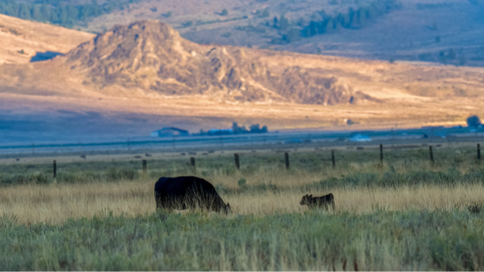 Video: Wolves attack cattle in Sierra Valley CA (Video) | Sacramento Bee