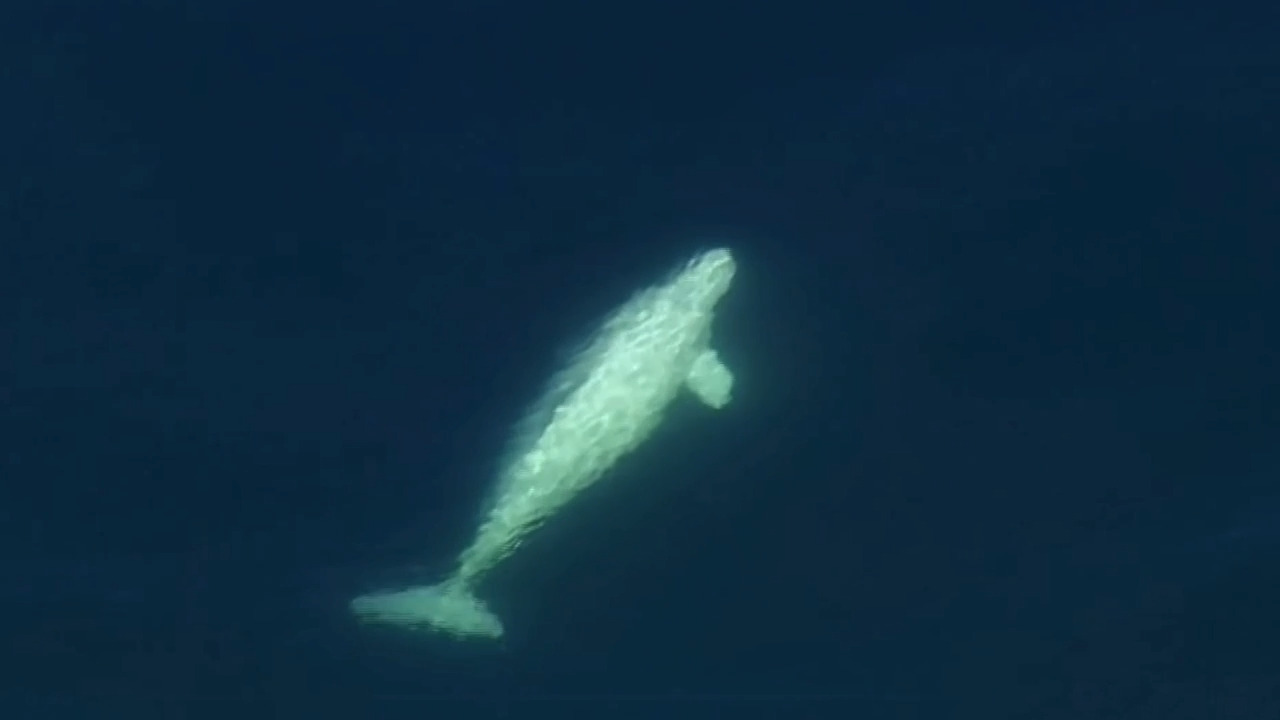 Rare Beluga whale spotted near Point Defiance | Tacoma News Tribune
