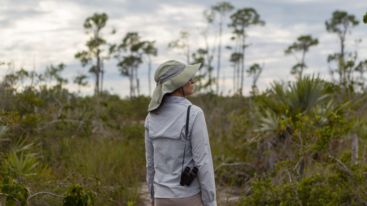 As seas rise, a Florida Keys ‘ghost forest’ makes a last stand | Miami ...