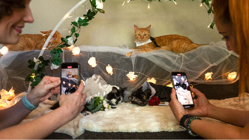 Willy Wonky the cat wobbles for millions on TikTok (Video) | Kansas ...