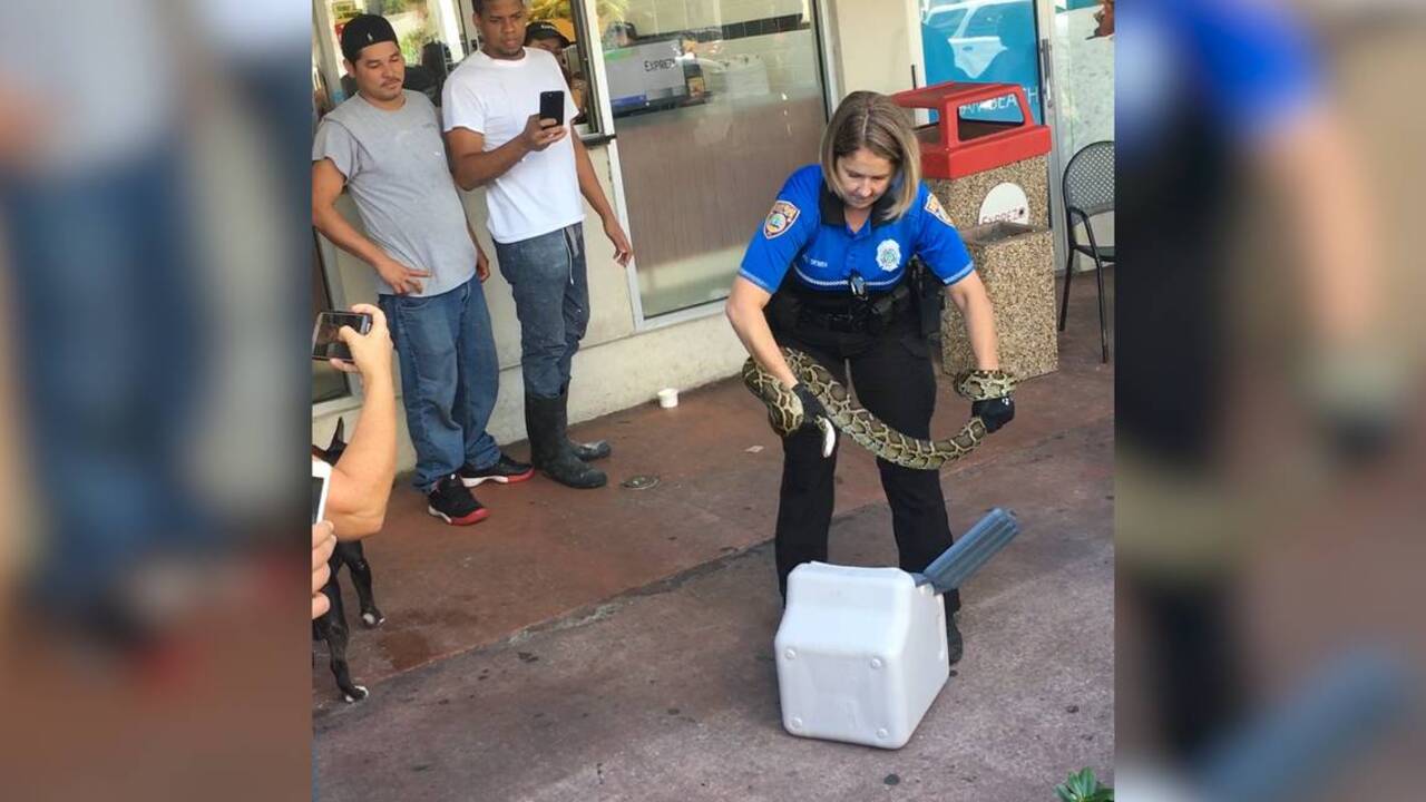 Six-foot python found and captured on Lincoln Road | Miami Herald