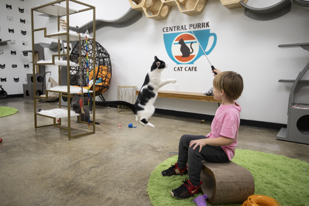 Georgetown Cafe offers coffee and visit time with cats up for adoption ...