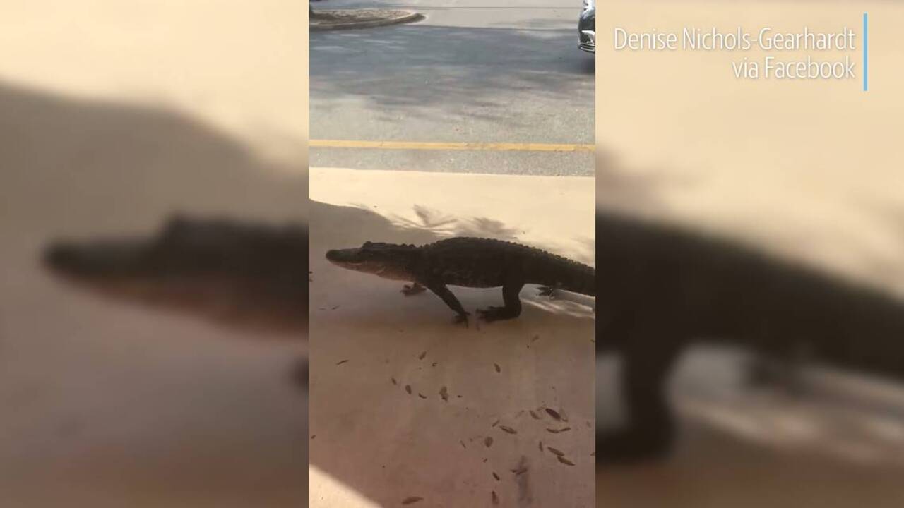 Video shows alligator taking casual stroll in a Florida strip mall ...