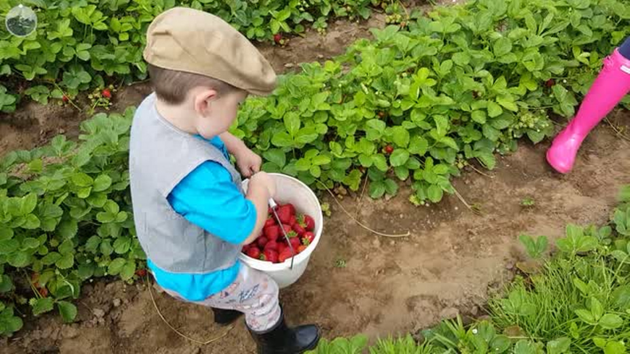 Summer things to do: Best U-pick berry farms near Bellingham ...