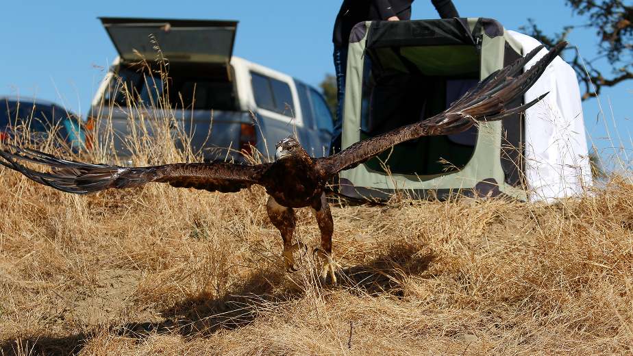Rehabilitated golden eagle returned to the wild at SLO County ranch ...