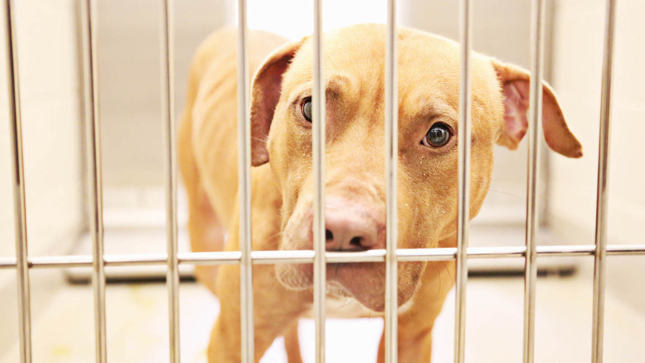 Dogs in criminal dog fighting case will be euthanized (Video) | Durham ...