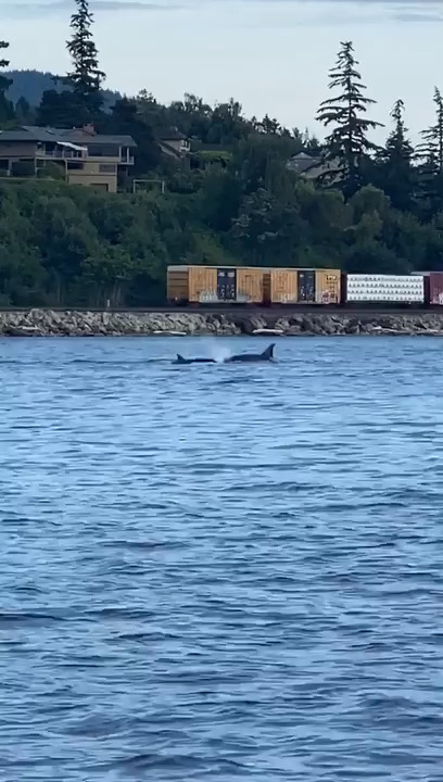Bellingham boater captures video of orca swimming backward | Bellingham ...