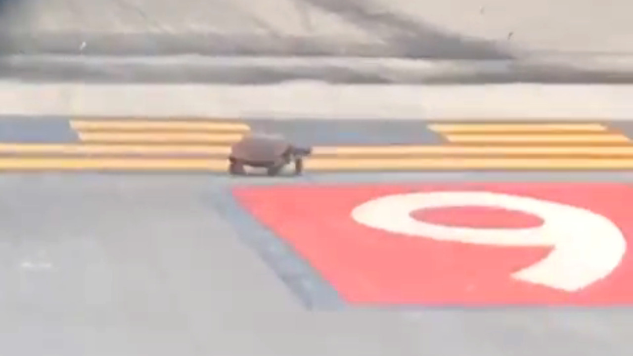Turtle crosses path of plane on Florida runway, video shows | Miami Herald