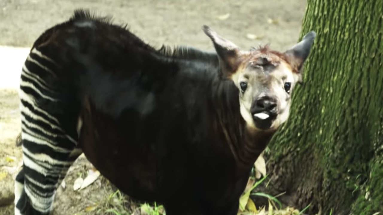 Preparing for Okapi at the Sacramento Zoo | Sacramento Bee