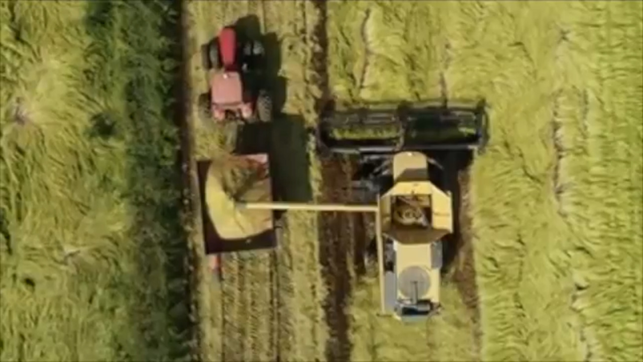 CA rice harvest 2020 begins. Will smoke hurt crop? | Sacramento Bee