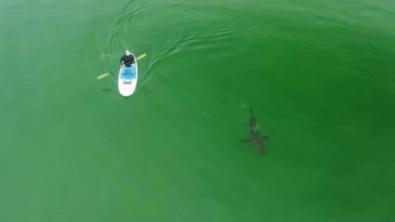 Paddle boarder encounters a great white shark in Carpinteria | San Luis ...