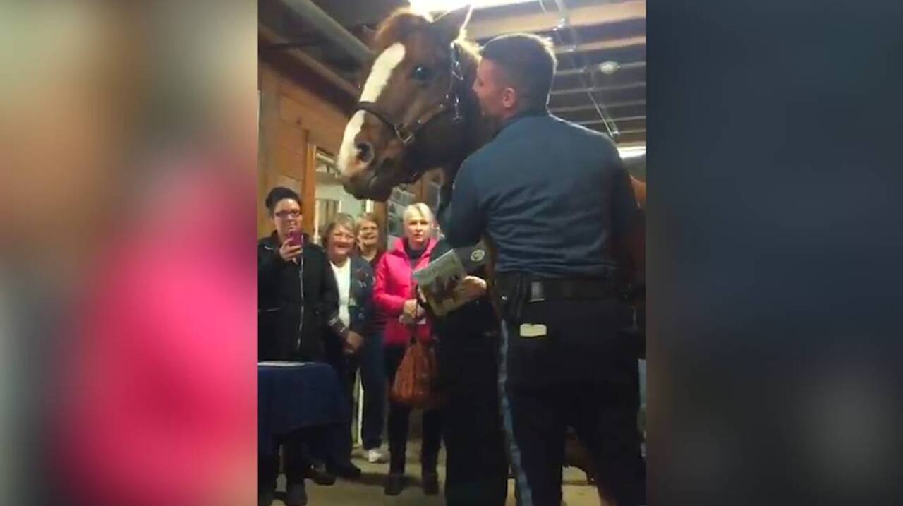Sully the Kansas City police horse takes a bow | Kansas City Star