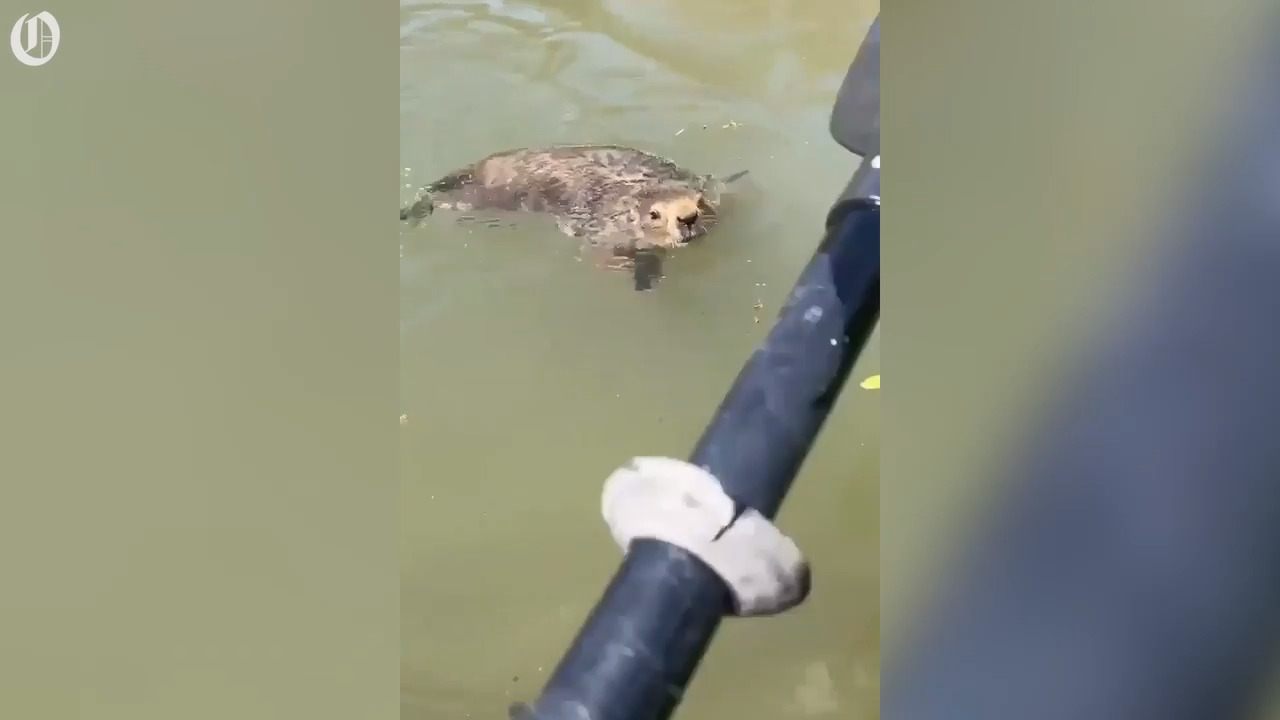 Groundhog caught swimming in Tennessee river: video | Charlotte Observer