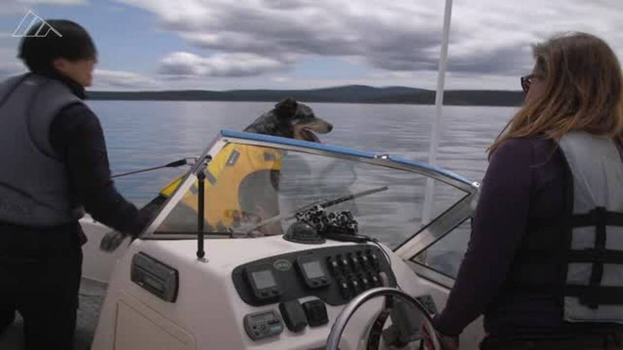 Researchers need orca poop, this dog finds it | The State