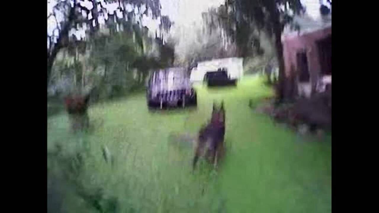 Bodycam video shows police dog chasing, catching suspect | San Luis ...