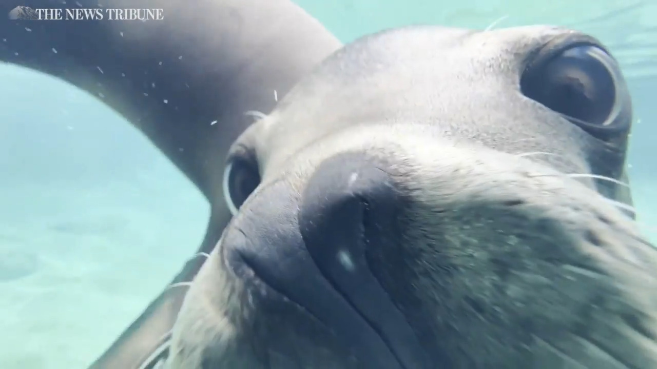 Sea lions ‘boop’ glass to greet staff at Tacoma zoo | Sacramento Bee