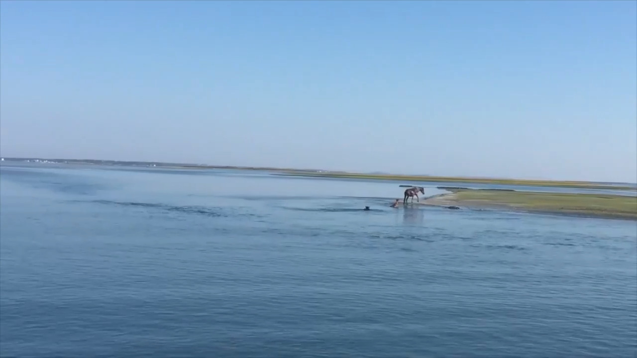 Wild horses on NC Outer Banks threatened by ‘swamp cancer’ | Raleigh ...