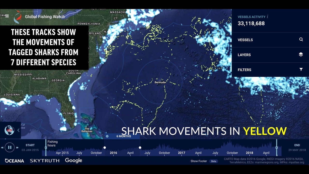 Shark tracker: Interactive maps shows hammerheads, tigers | Raleigh ...