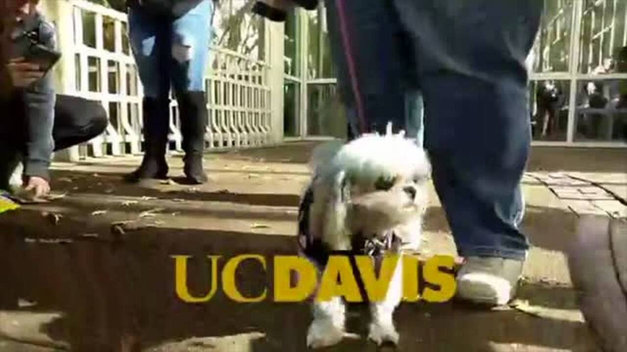 UC Davis: Students get visit from therapy dogs to help de-stress ...