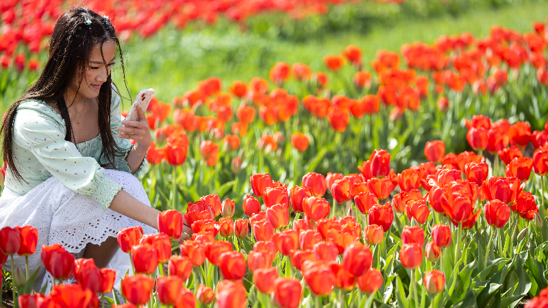 Tulip festival at The Fun Farm in Kearney, Missouri (Video) | Kansas ...