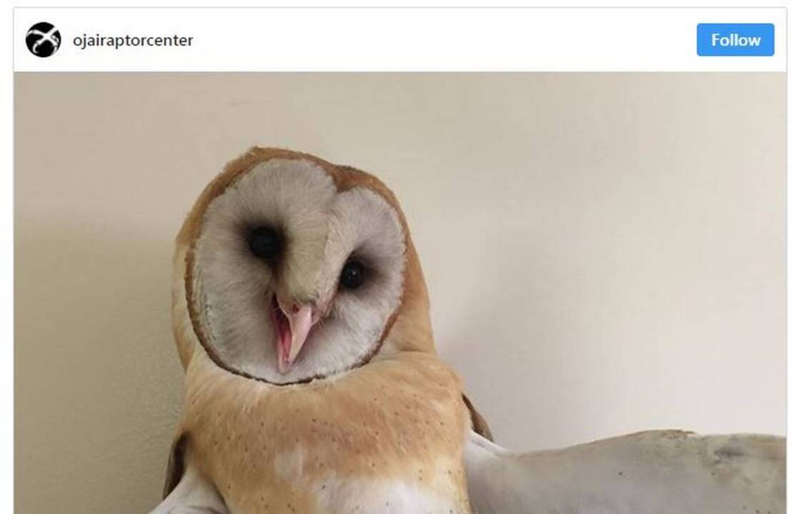 Thomas Fire | Barn owl released into the wild | CA | Fresno Bee