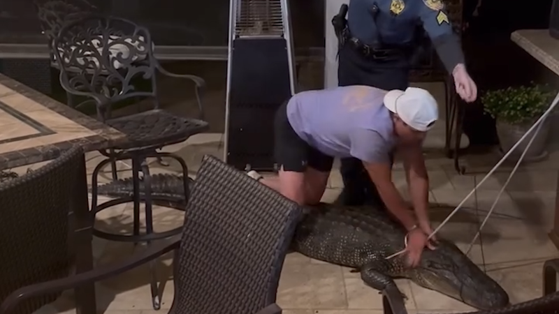 9-foot alligator breaks into Louisiana home, video shows | Miami Herald