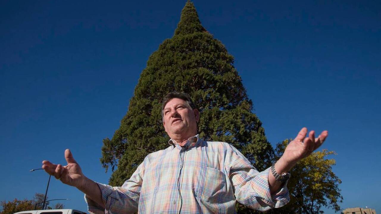 Tree expert says Boise sequoia is doing well after being moved last ...