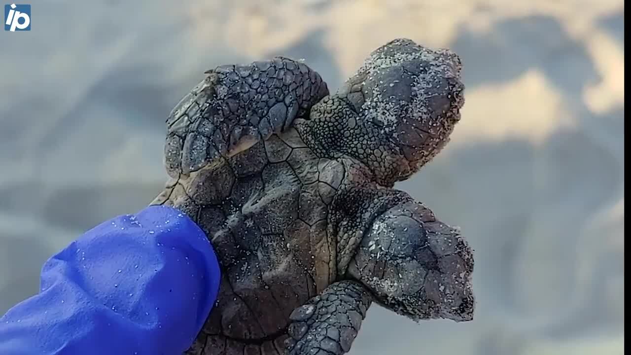 Sea turtle with two heads hatches on Hilton Head, SC beach | Raleigh ...