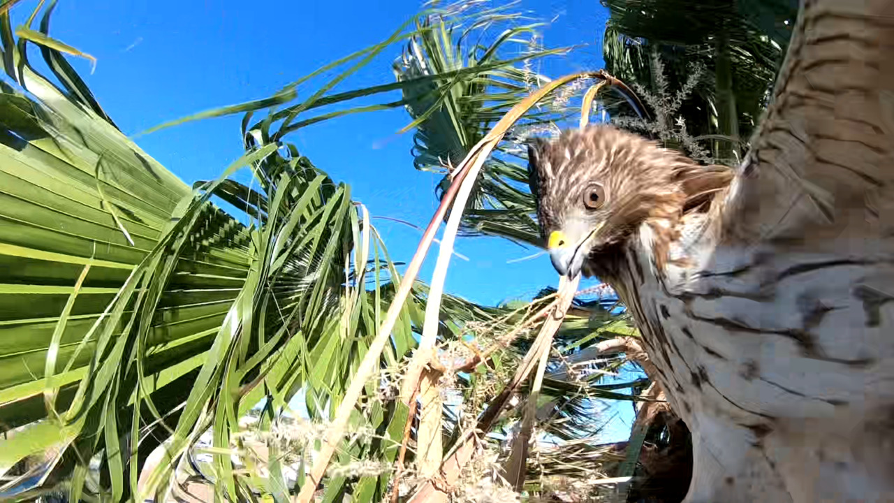 Miami-Dade Fire Rescue frees a hawk from a 60-foot palm tree | Miami Herald