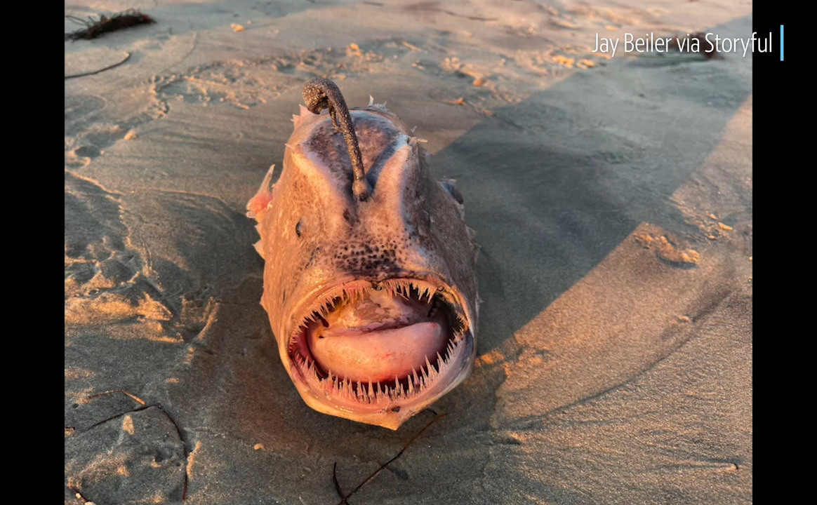 See rare deep-sea anglerfish found on San Diego beach | Sacramento Bee