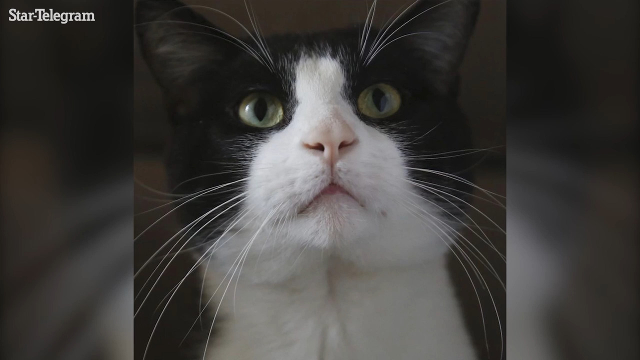 Free pet adoption at Animal Control event in Fort Worth | Fort Worth ...