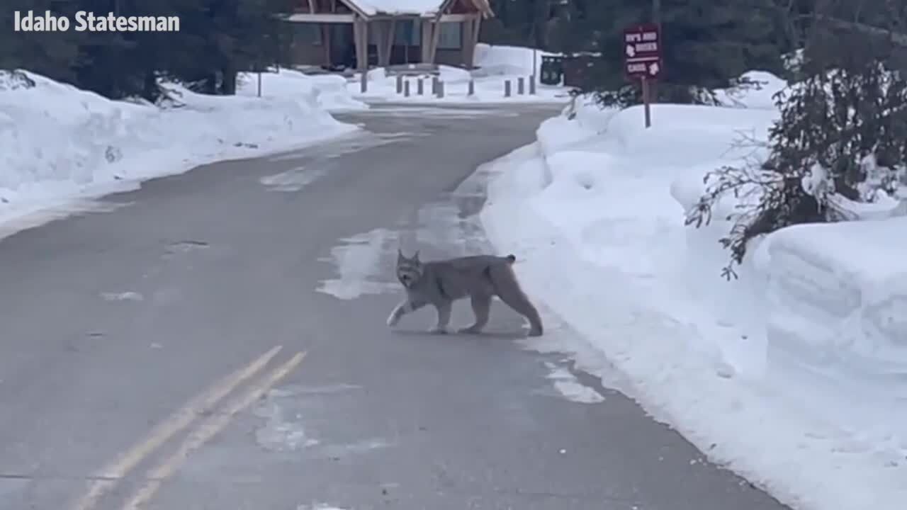 Video: Lynx spotted in Denali National Park and Preserve | Idaho Statesman