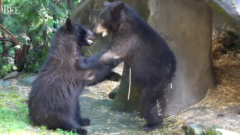 Watch bear cubs play in new habitat at Oregon Zoo | Sacramento Bee