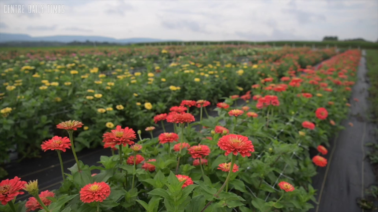 Flowers bloom around Rooted Farmstead in Bellefonte | Centre Daily Times