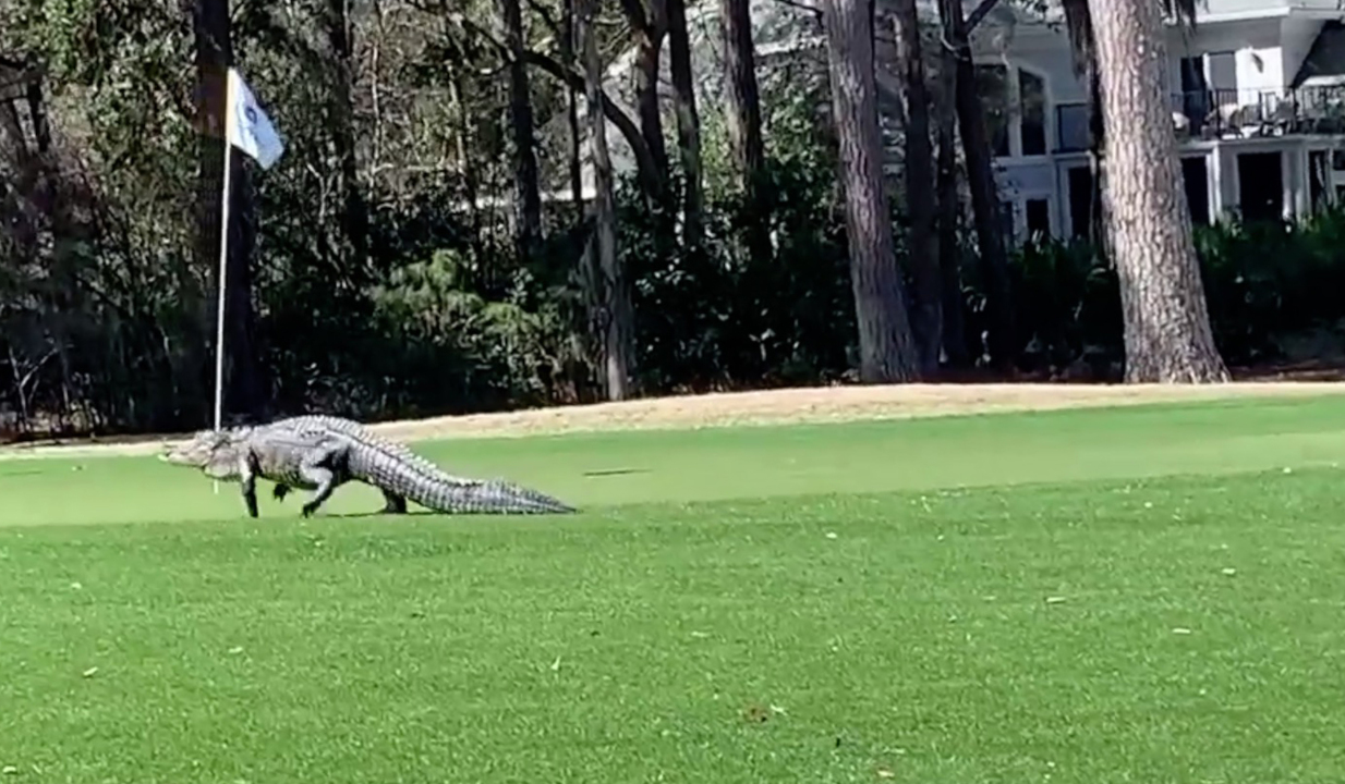 Hilton Head alligator on golf course during mating season | Charlotte ...