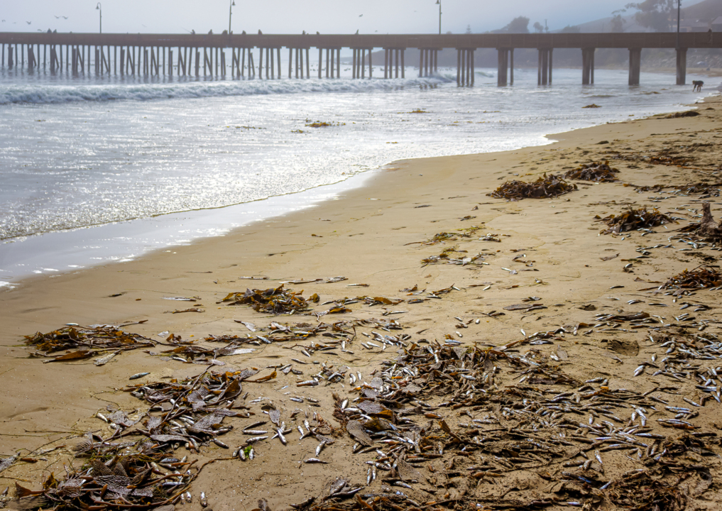 See masses of dead anchovies washed up in Cayucos CA (Video) | San Luis ...