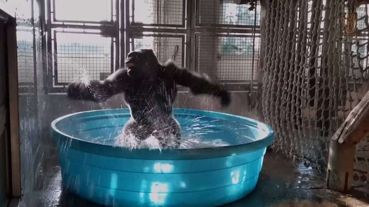 This gorilla pool dancing will make your day | Bradenton Herald