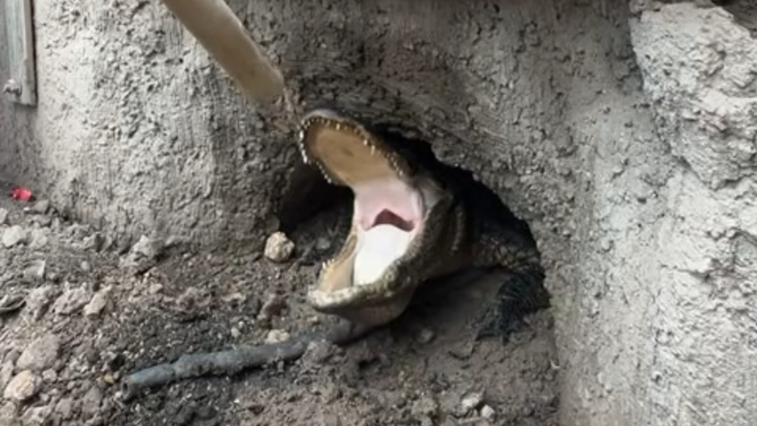 Alligator spotted in a storm drain in Weslaco, Texas. | Fort Worth Star ...