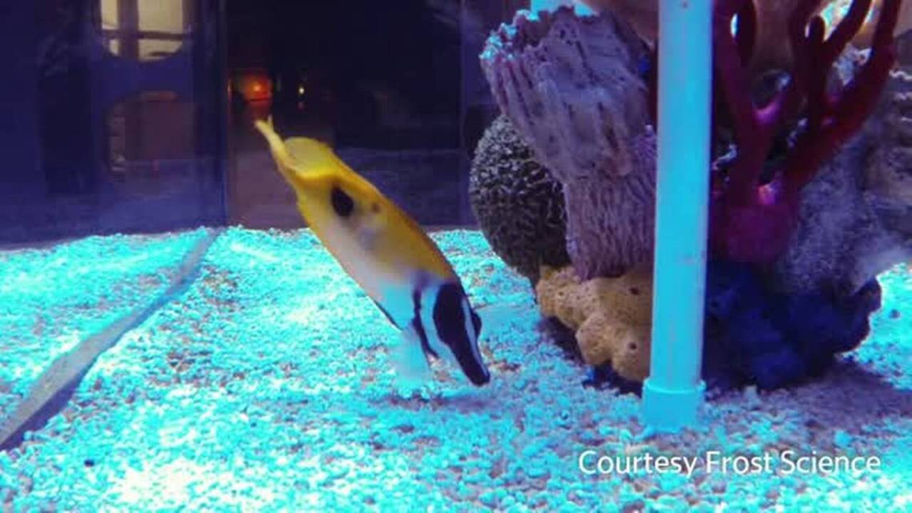 REEF team finds, captures invasive Pacific rabbitfish (Video) | Miami ...