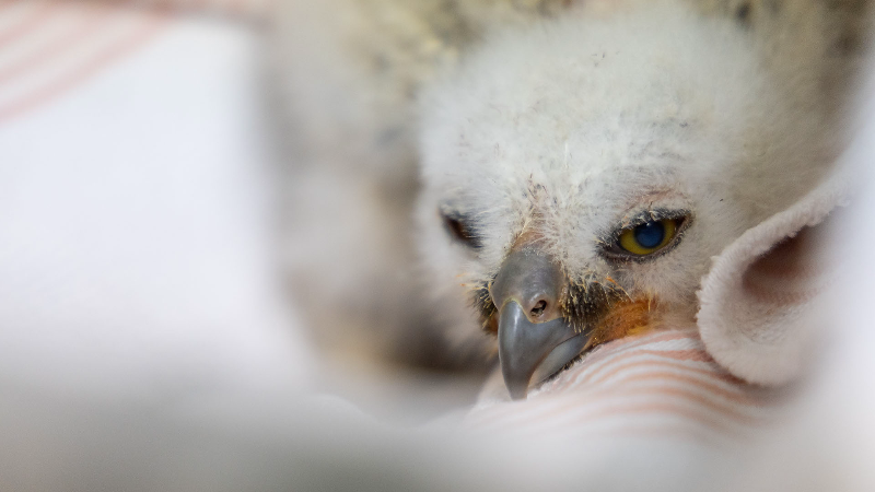 Ruth Melichar Bird Center takes in injured birds for rehabilitation ...