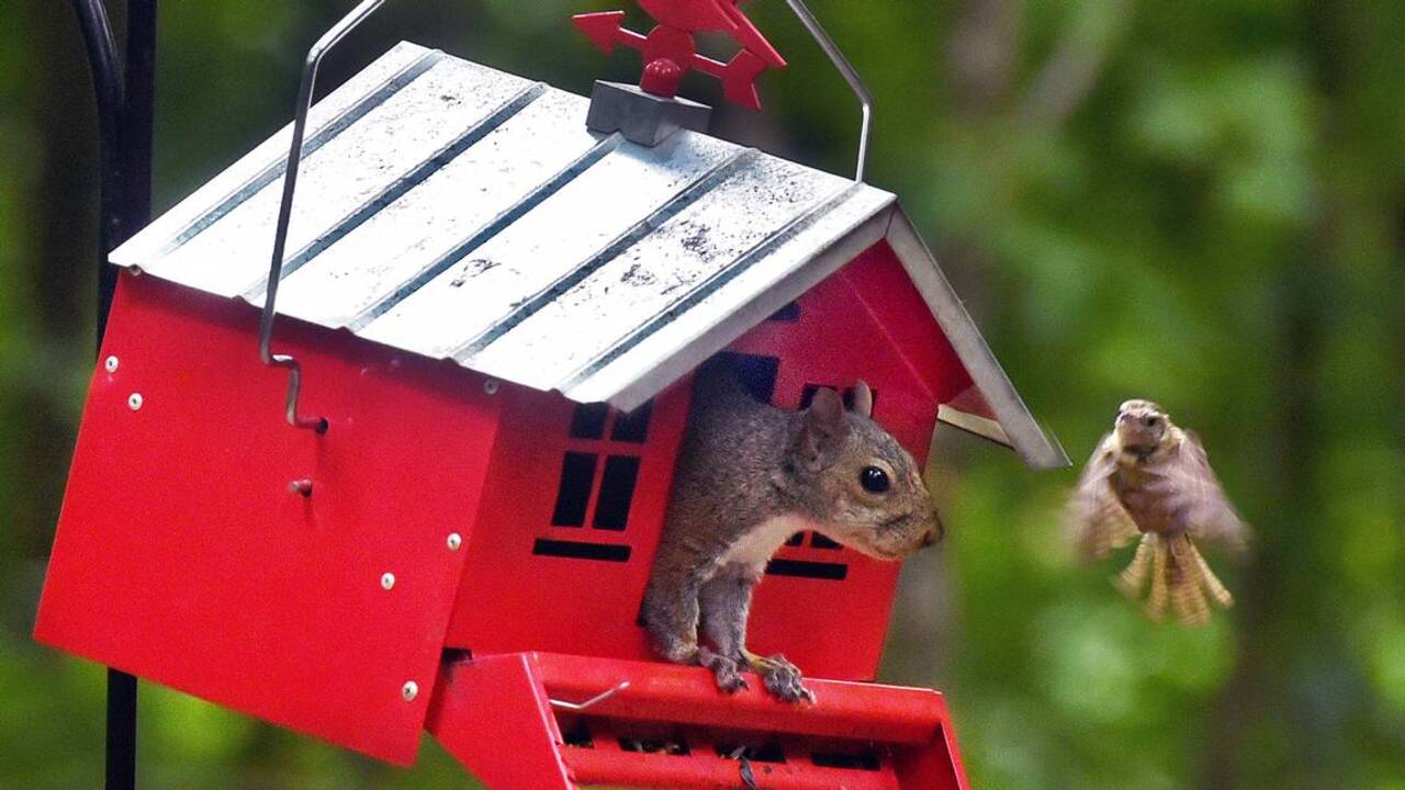 Squirrel proof? Not likely! Watch as thieving varmints outwit bird ...