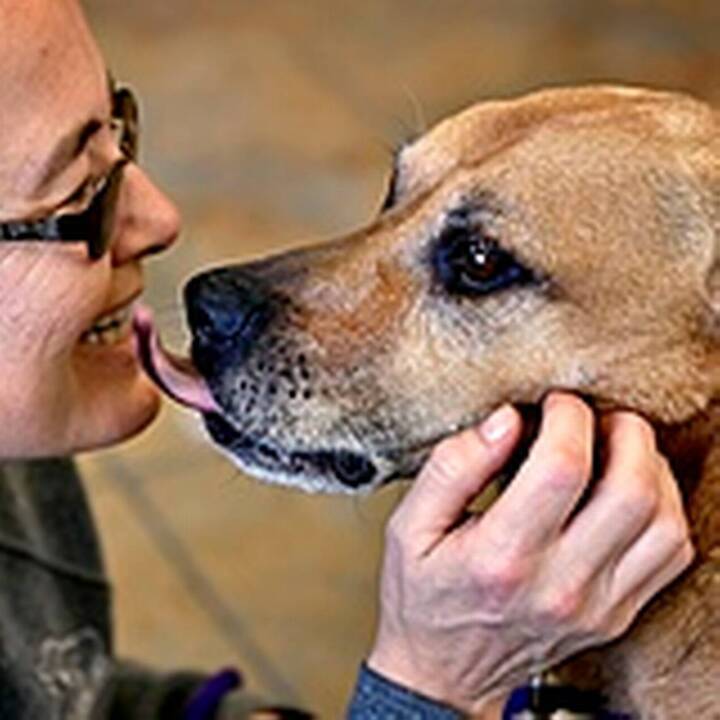 Dog chained to cinder block in lake looks for good home | The State