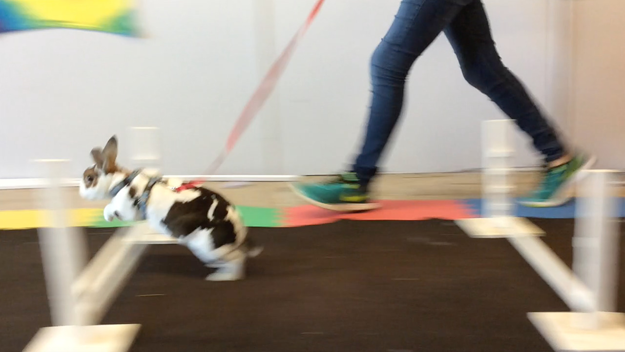 NC State Fair | rabbit hopping competition | Raleigh News & Observer