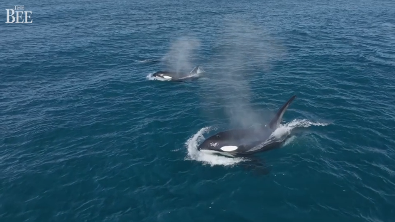 Incredible video of orca whales in Monterey Bay | Fresno Bee